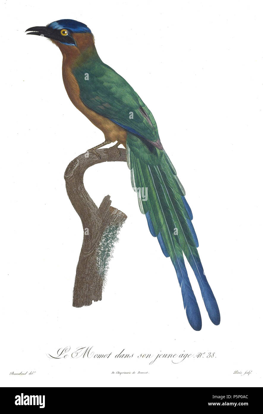 N/A. Plate 38 . 1806. Jacques Barraband (1767–1809) Alternative names ...