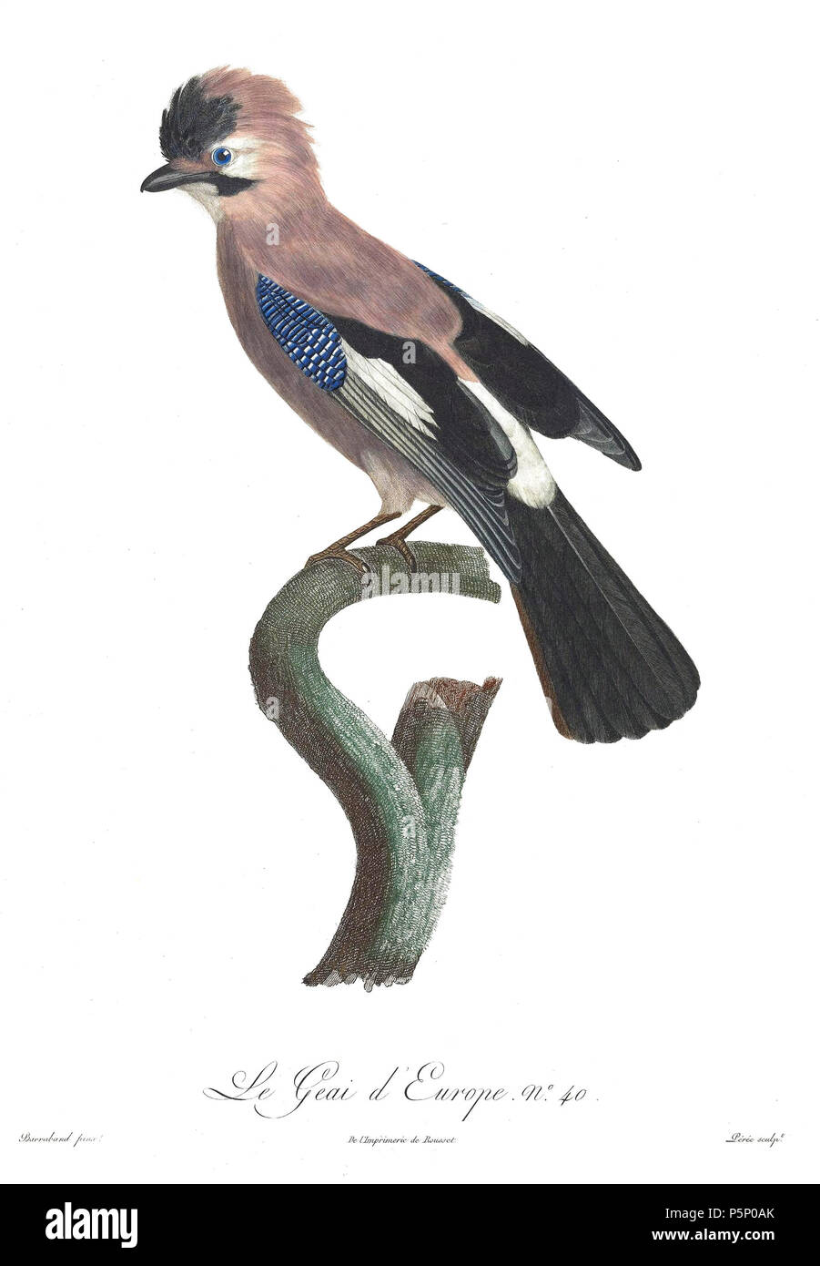 40 birds Cut Out Stock Images & Pictures - Alamy