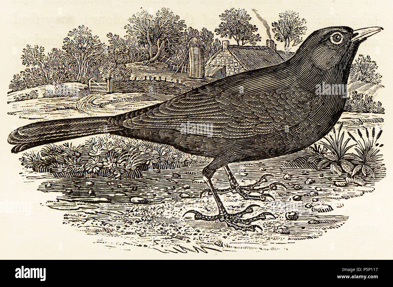 N/A. English: Wood engraving of male Blackbird by Thomas Bewick in his ...