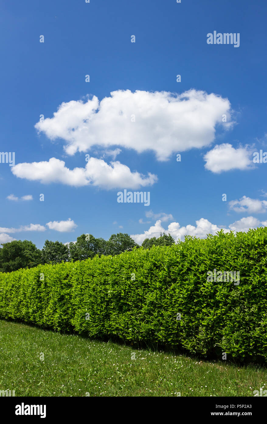 Green hedge in a garden, with blue sky and white clouds as background ...
