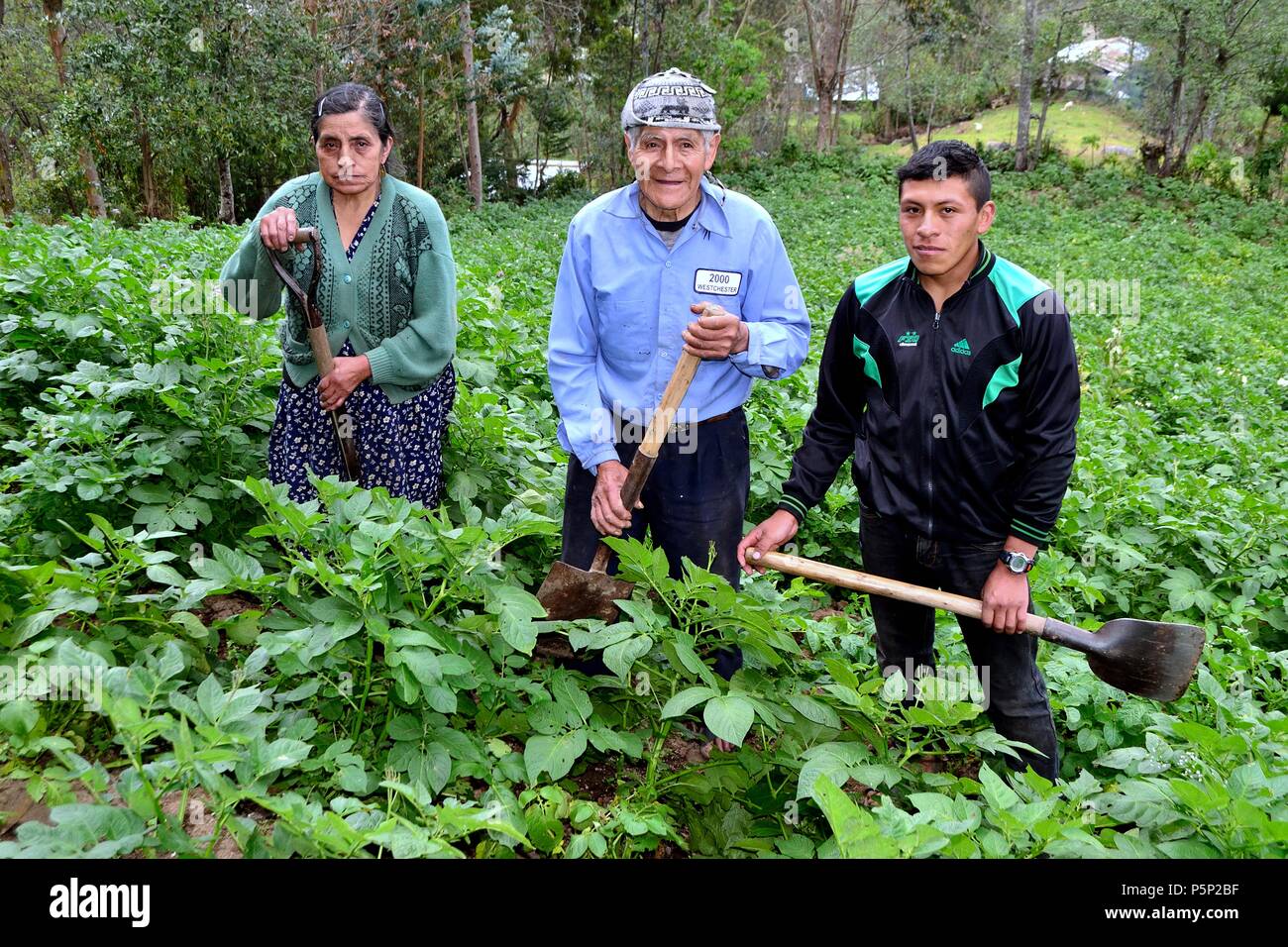 Oca of peru hi-res stock photography and images - Alamy