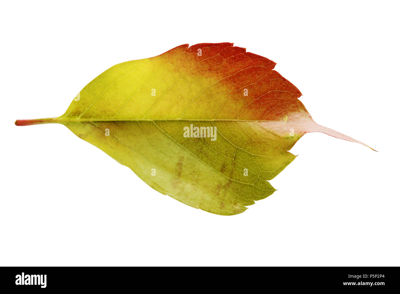 Spinning leaf Cut Out Stock Images & Pictures - Alamy