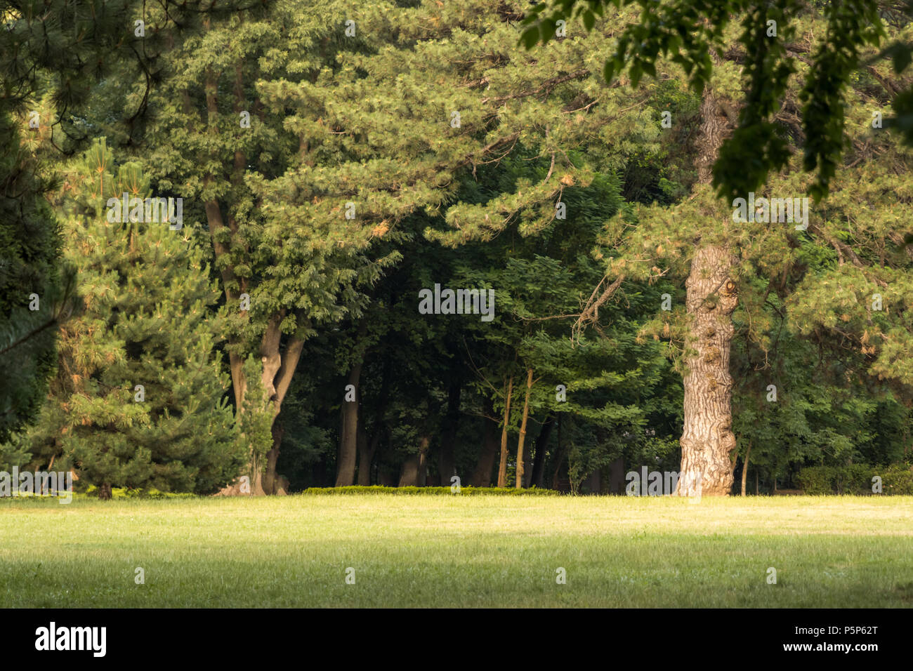 A dark forest entrance landscape Stock Photo - Alamy