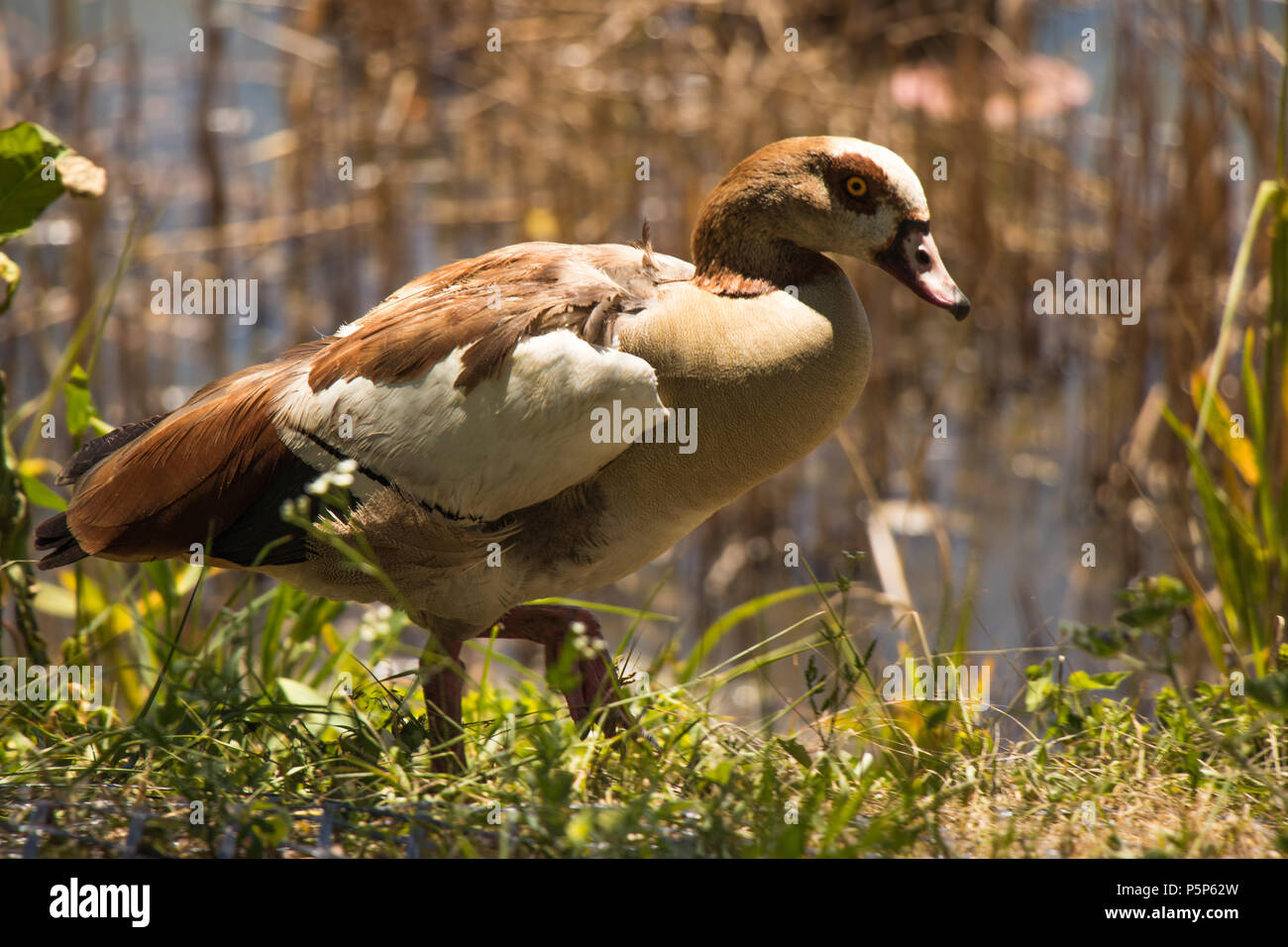 A Nil duck close walking Stock Photo - Alamy