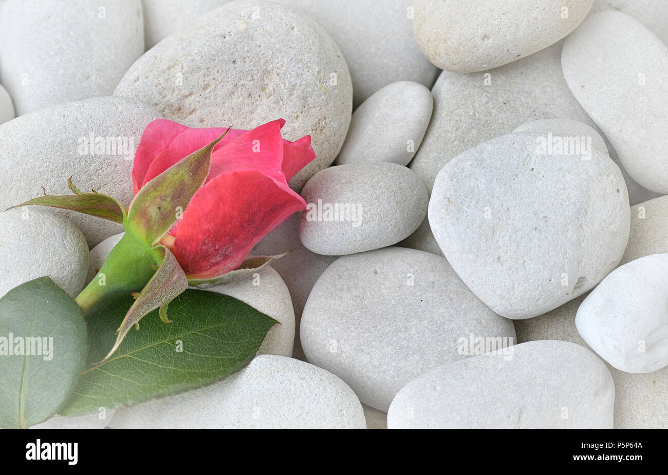 red rose on pebble Stock Photo - Alamy