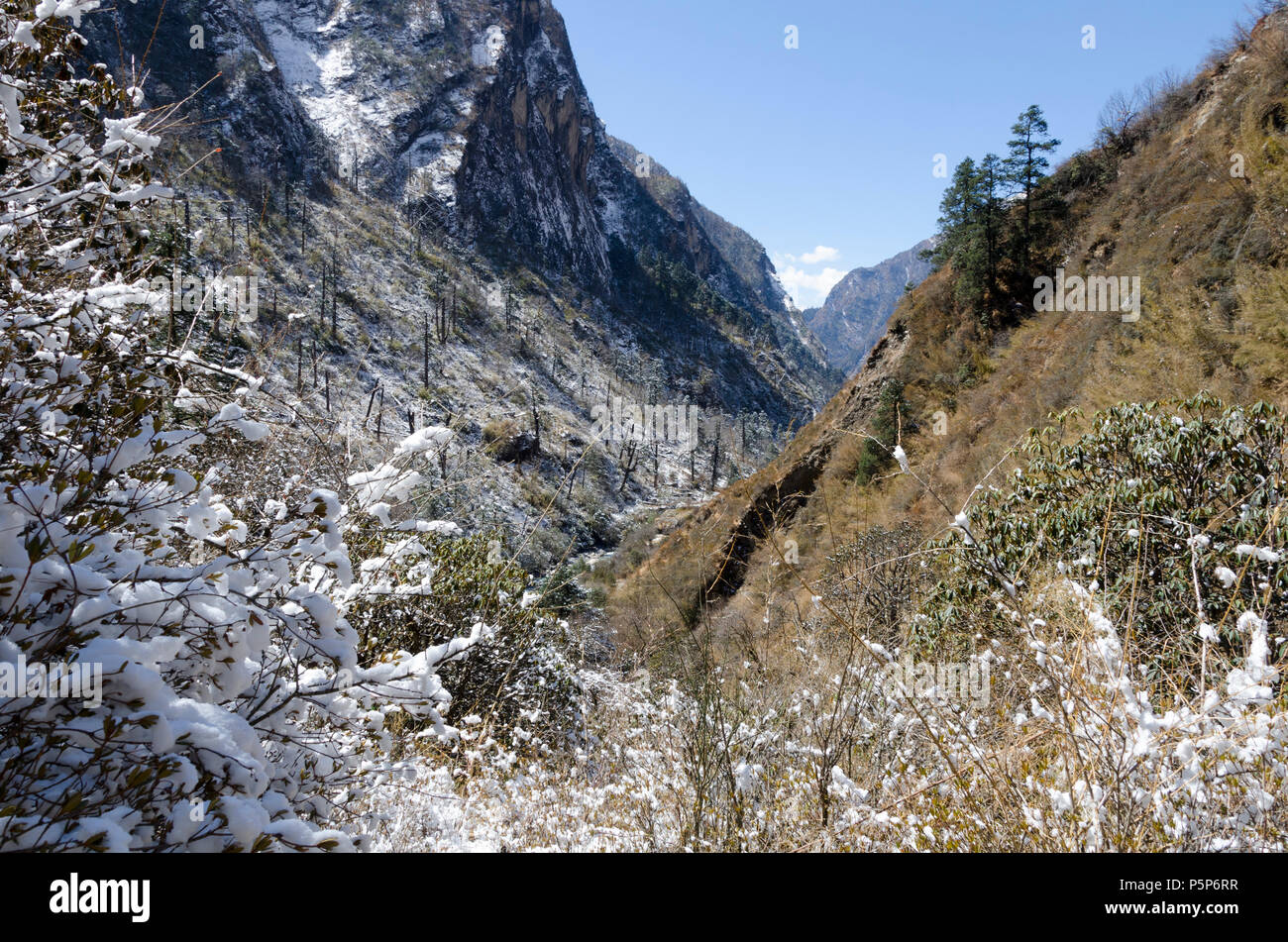 Trees blown over by wind hi-res stock photography and images - Alamy
