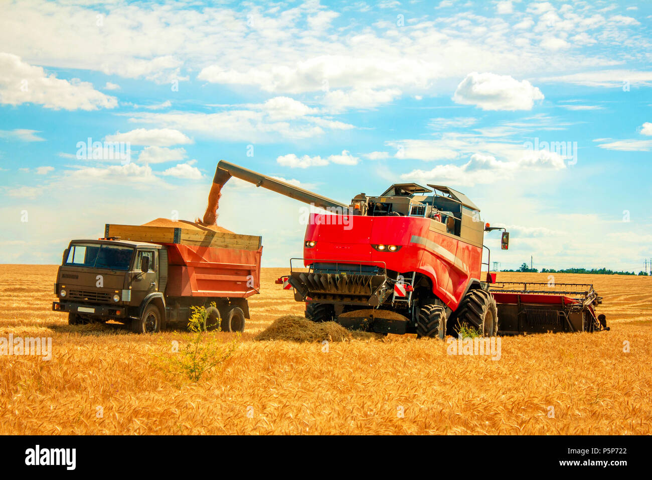grain harvester pouring grain into the truck on wheat field Stock Photo ...