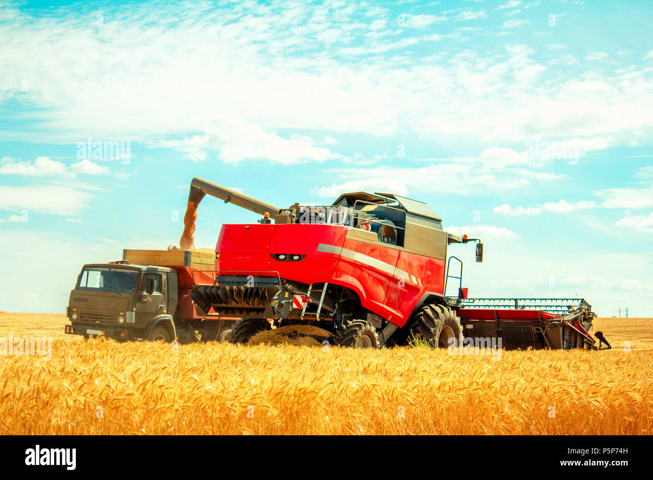 grain harvester pouring grain into the truck on wheat field Stock Photo ...