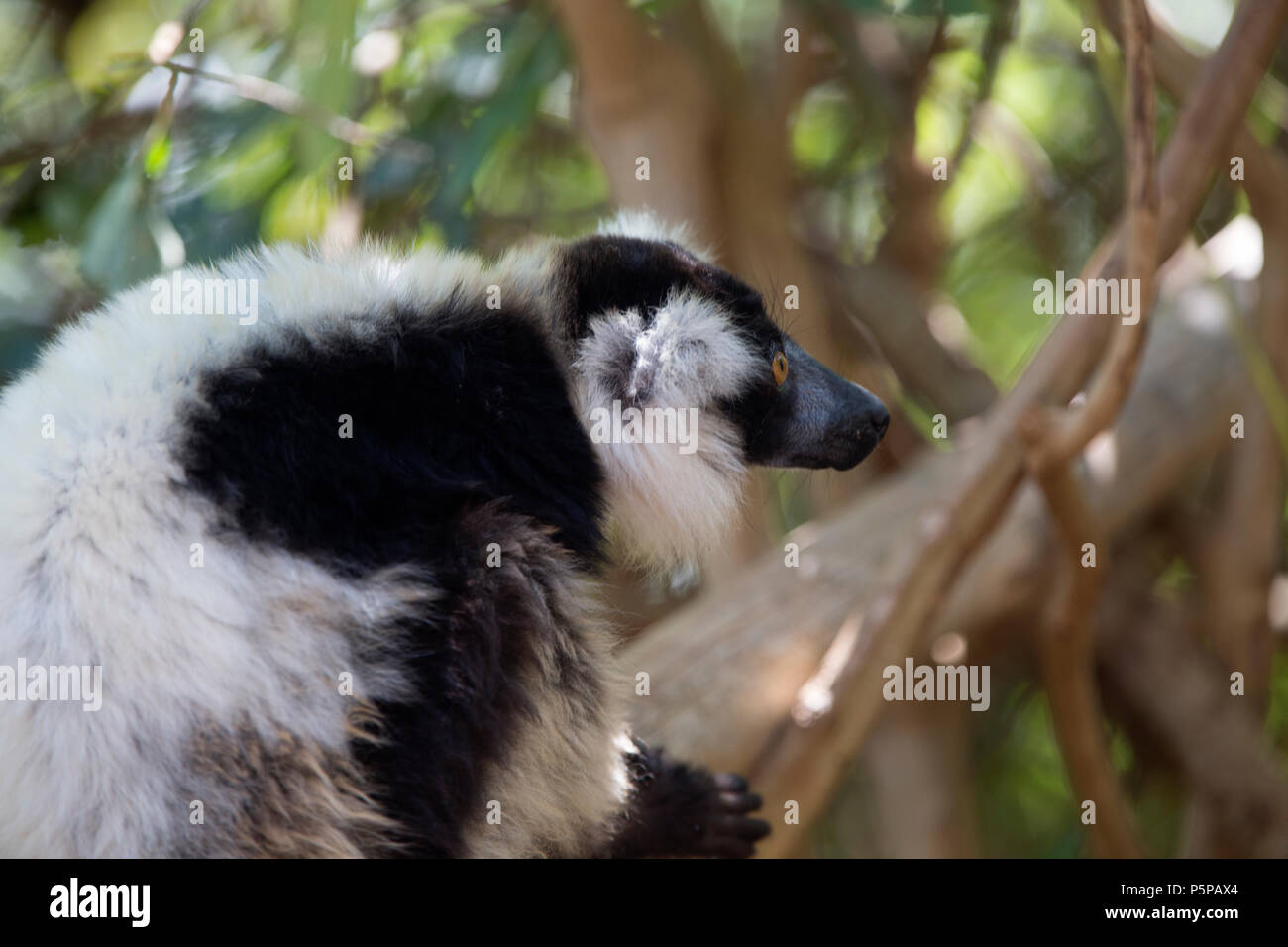 Black and White Ruffed Lemur, Madagascar Stock Photo - Alamy