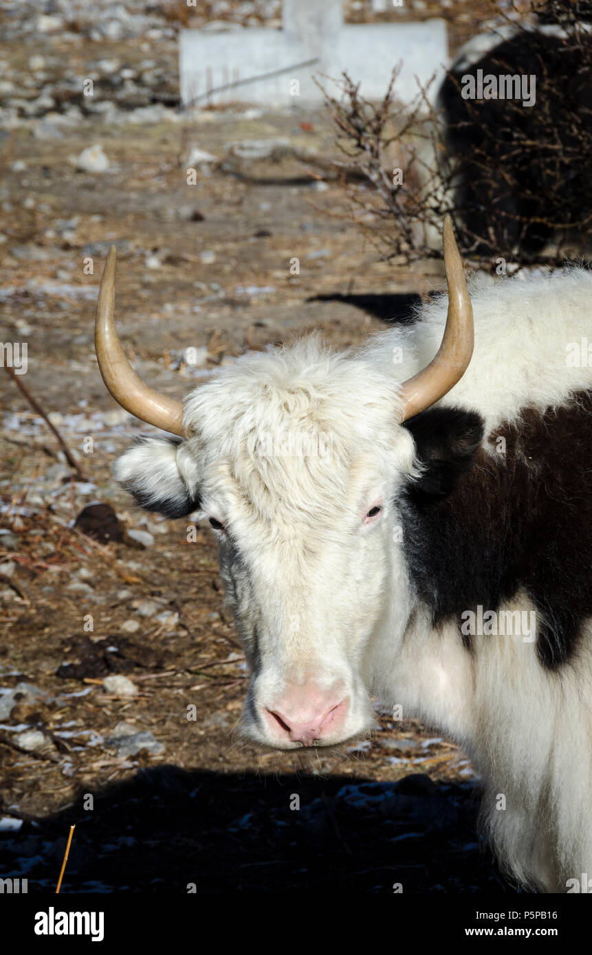 White yak hair hi-res stock photography and images - Alamy
