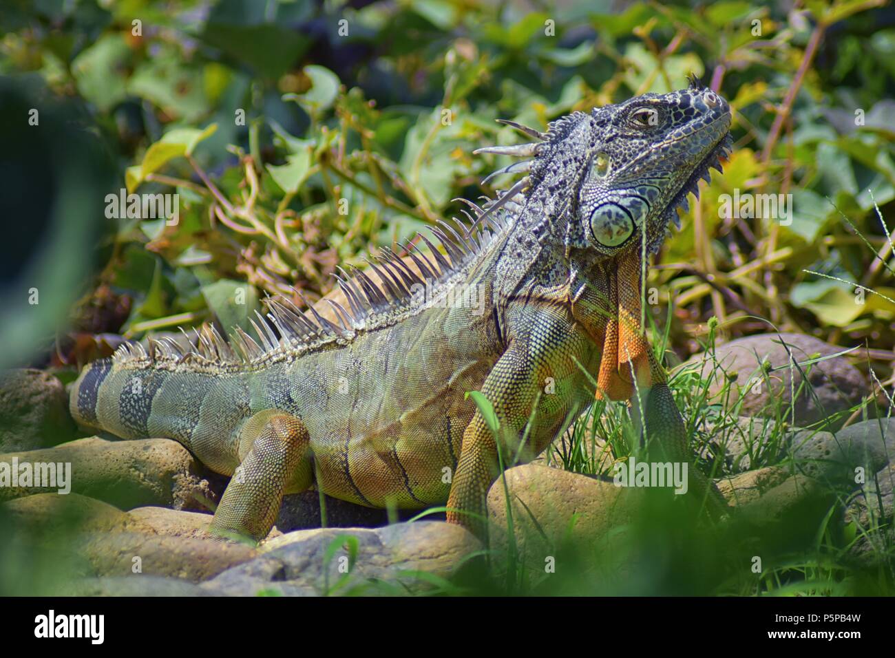 Wild Iguana eating plant leaves out of an herb garden in Puerto ...