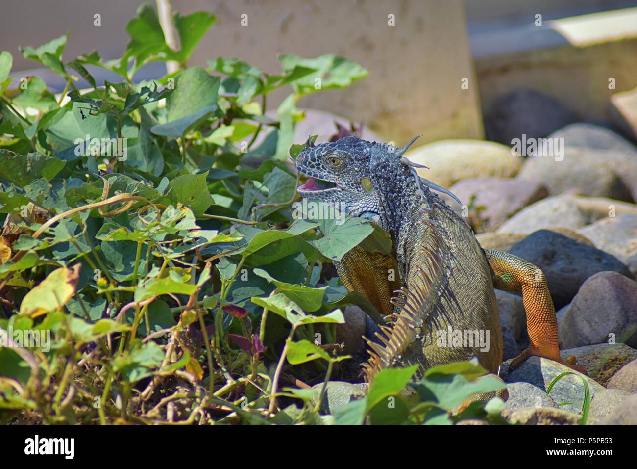 Wild Iguana eating plant leaves out of an herb garden in Puerto ...