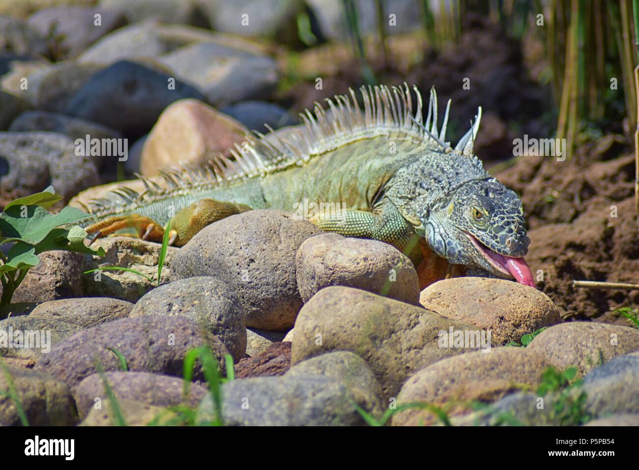 Wild Iguana eating plant leaves out of an herb garden in Puerto ...