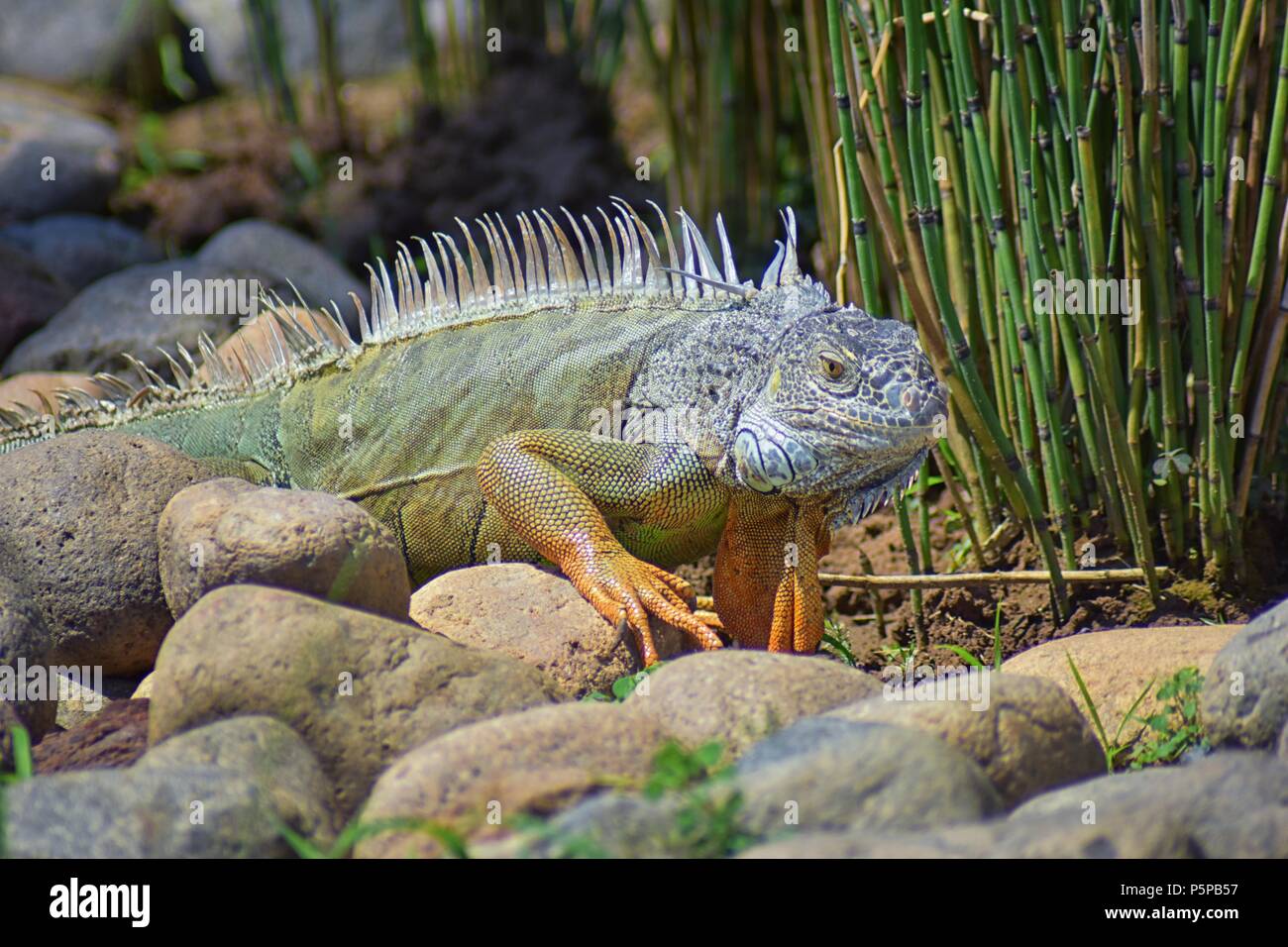 Wild Iguana eating plant leaves out of an herb garden in Puerto ...
