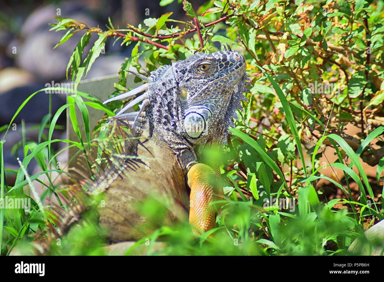 Wild Iguana eating plant leaves out of an herb garden in Puerto ...
