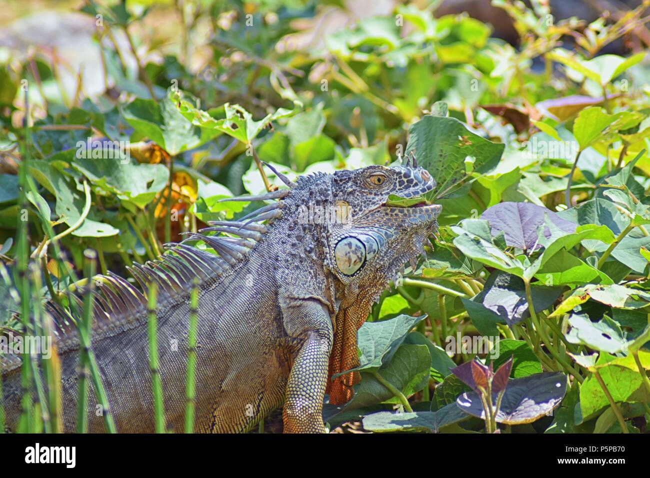 Wild Iguana eating plant leaves out of an herb garden in Puerto ...