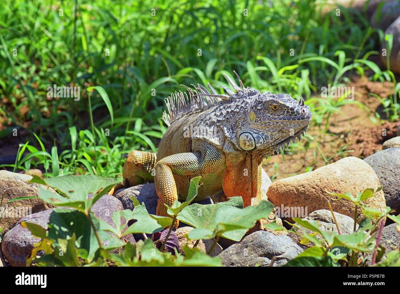 Wild Iguana eating plant leaves out of an herb garden in Puerto ...