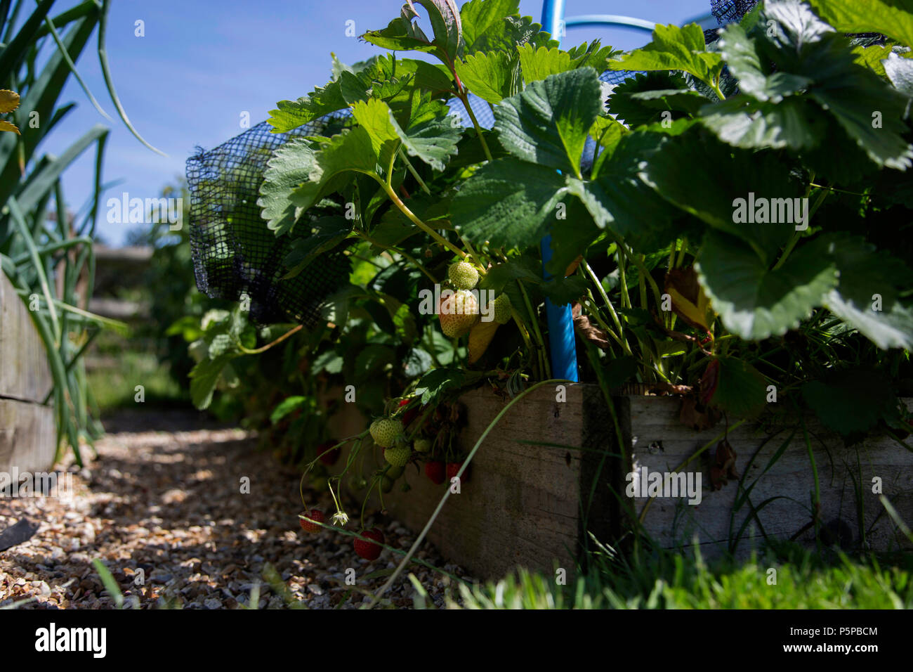 Strawberry plants growing in a raised bed in a garden with unripened ...