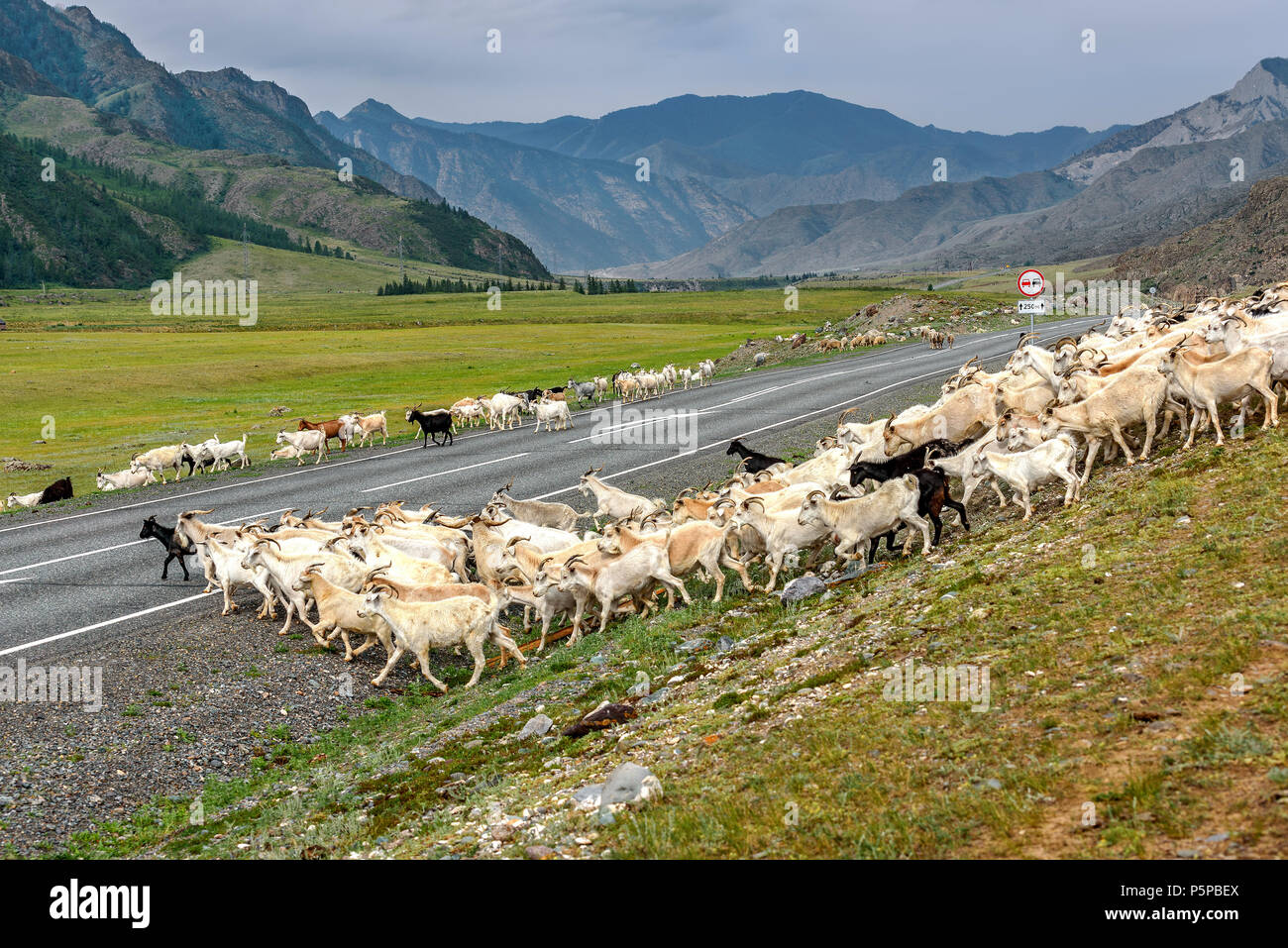 A herd of white and black goats grazing in the mountains, passes the ...