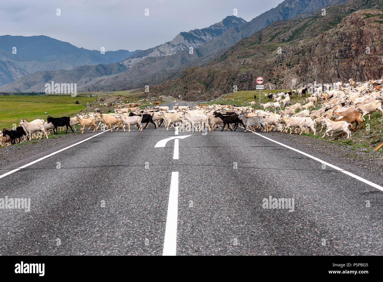 A herd of white and black goats grazing in the mountains, passes the ...