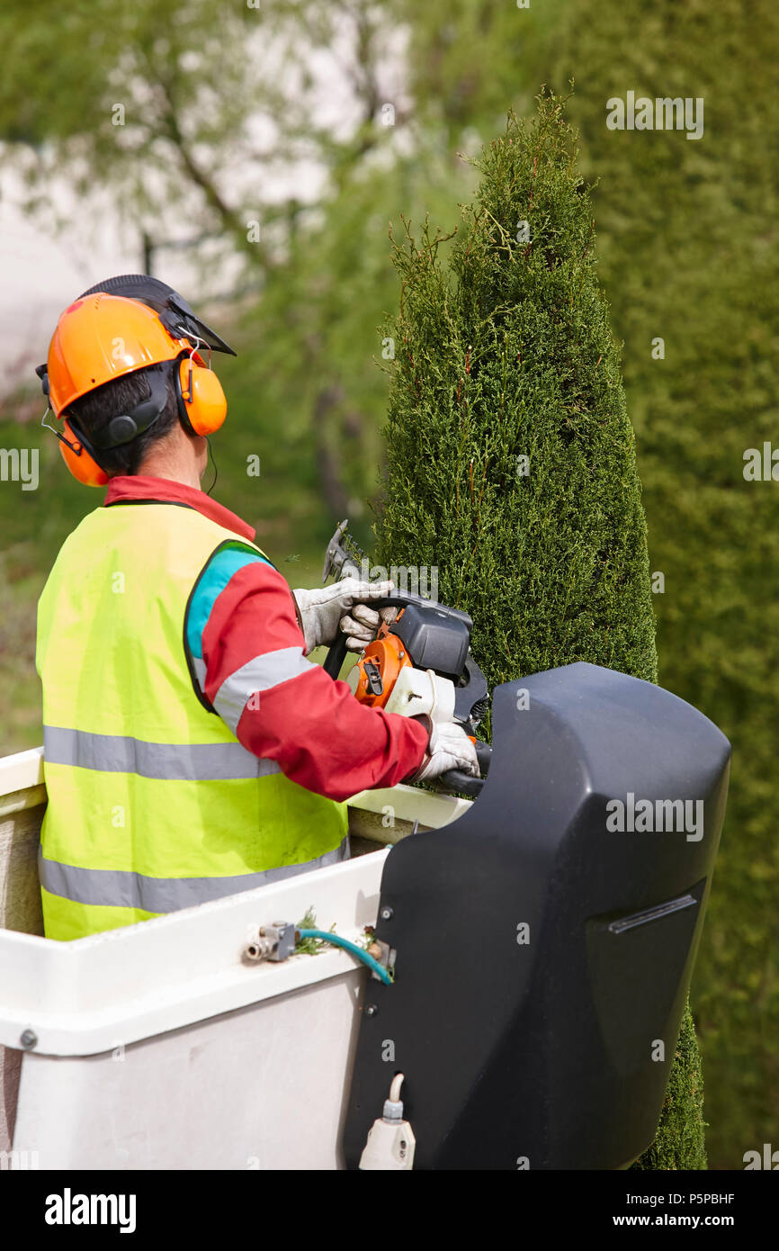 Equiped worker pruning a tree on a crane. Gardening works Stock Photo ...