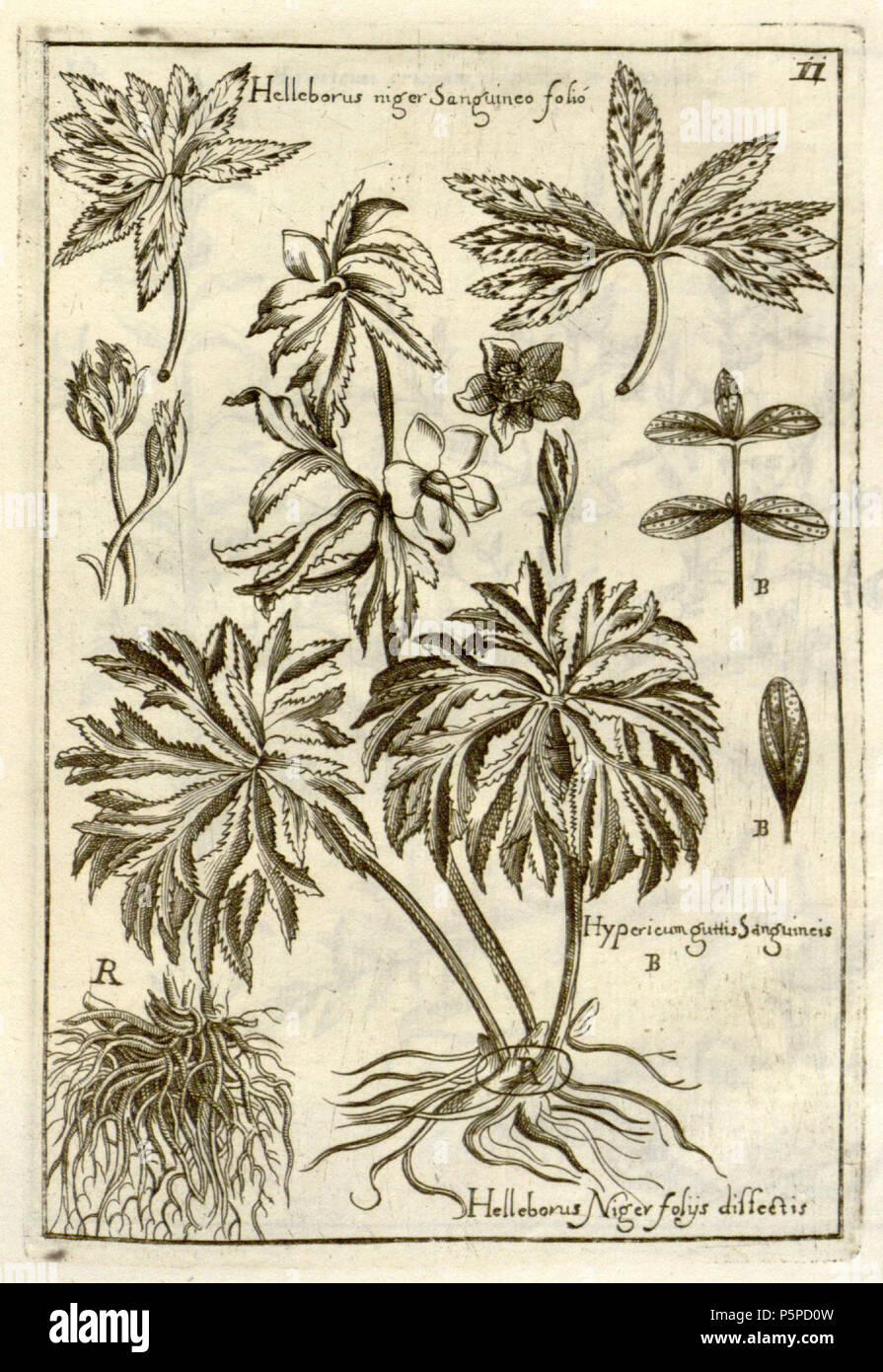 Guttis hi-res stock photography and images - Alamy