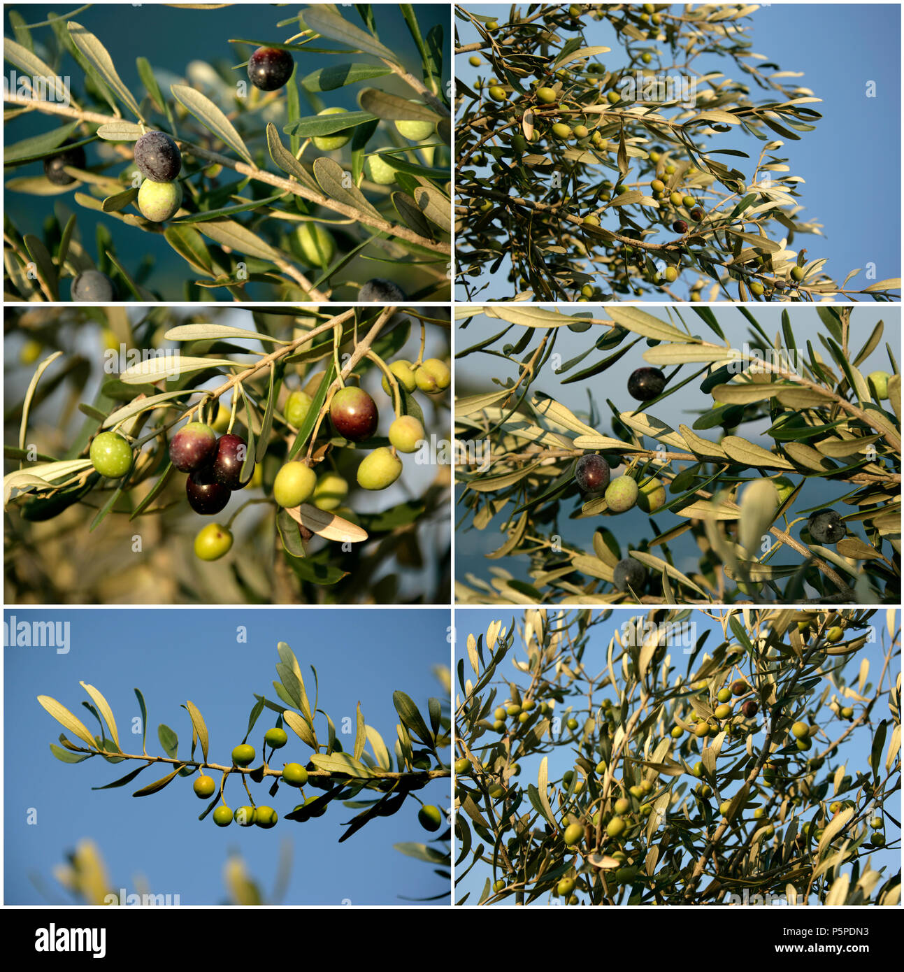 Olive grove top view hi-res stock photography and images - Alamy