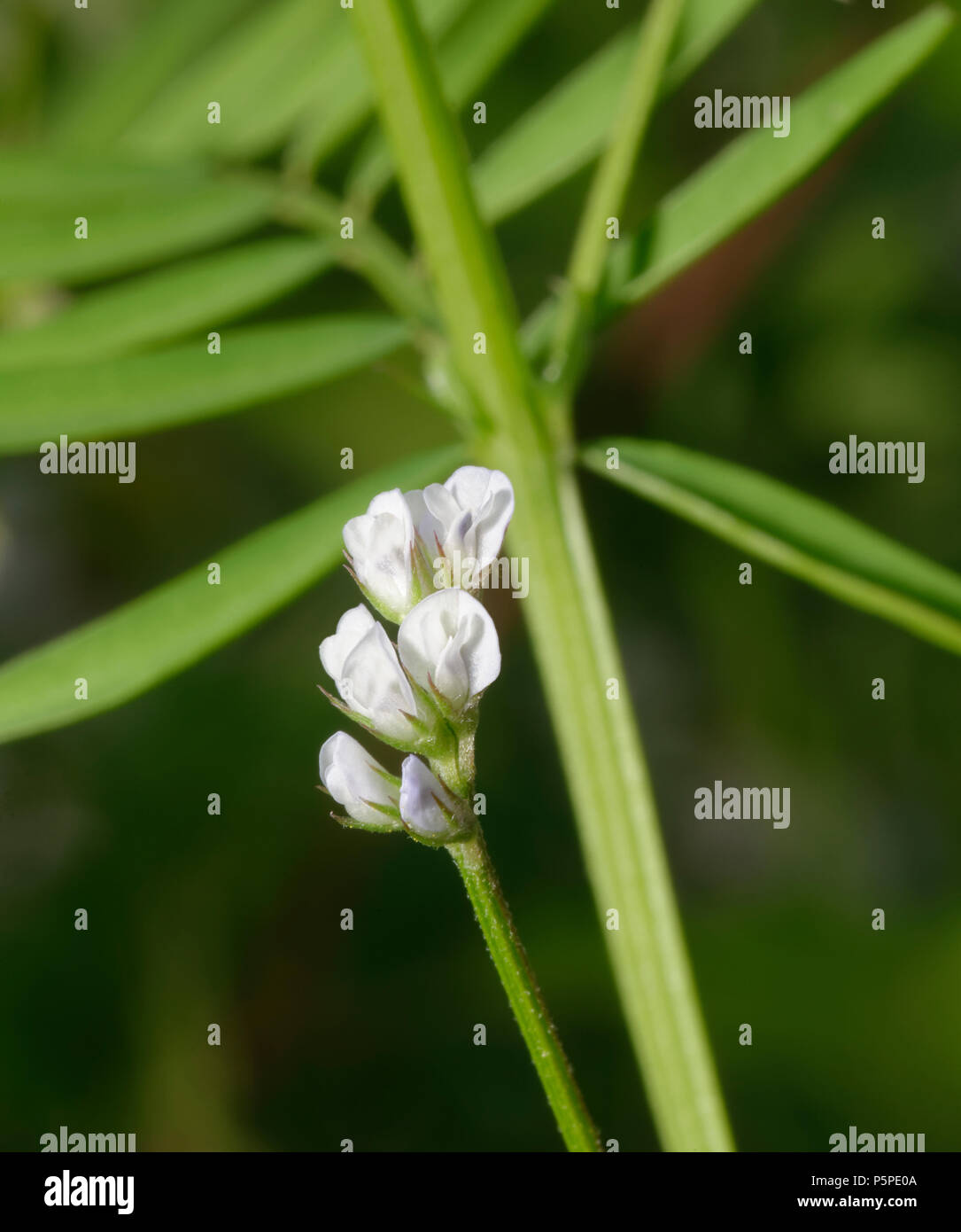 Tare hi-res stock photography and images - Alamy