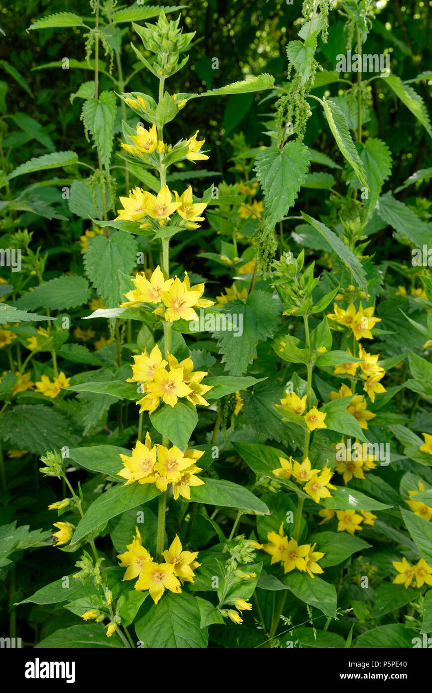 Lysimachia Punctata Dotted Loosestrife High Resolution Stock ...