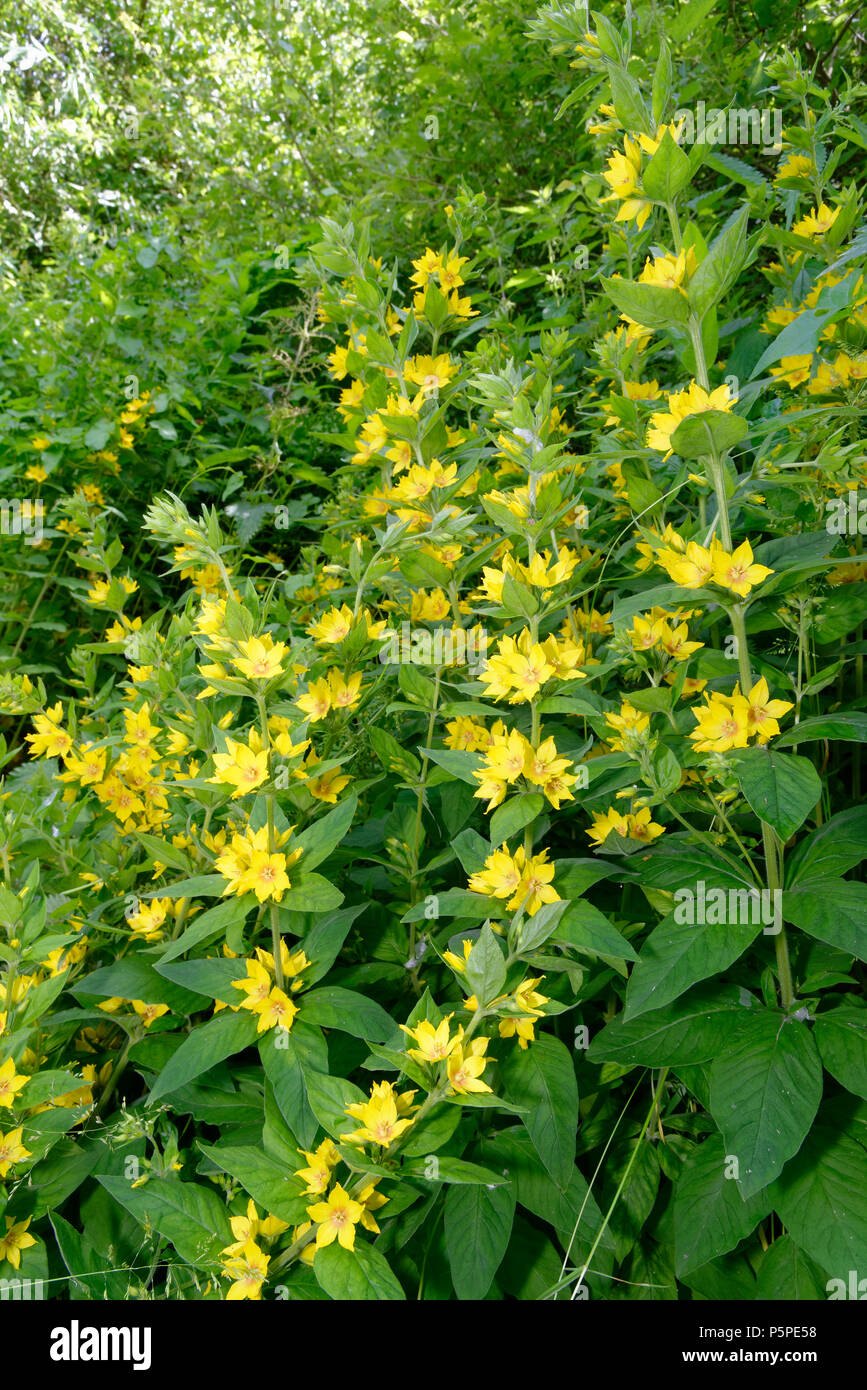 Lysimachia Punctata Dotted Loosestrife High Resolution Stock ...