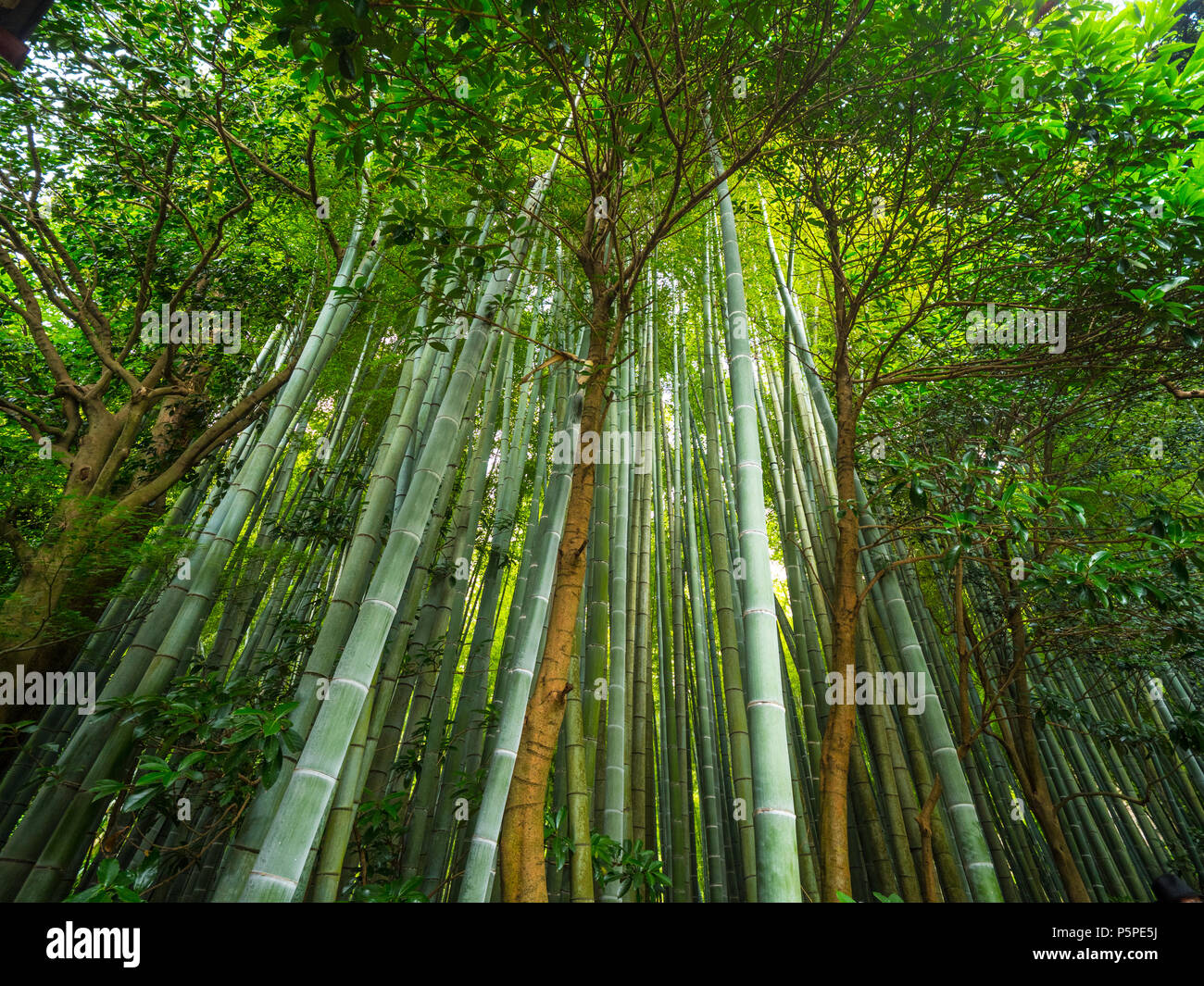 The tall bamboo trees of Kamakura - a wonderful place Stock Photo - Alamy