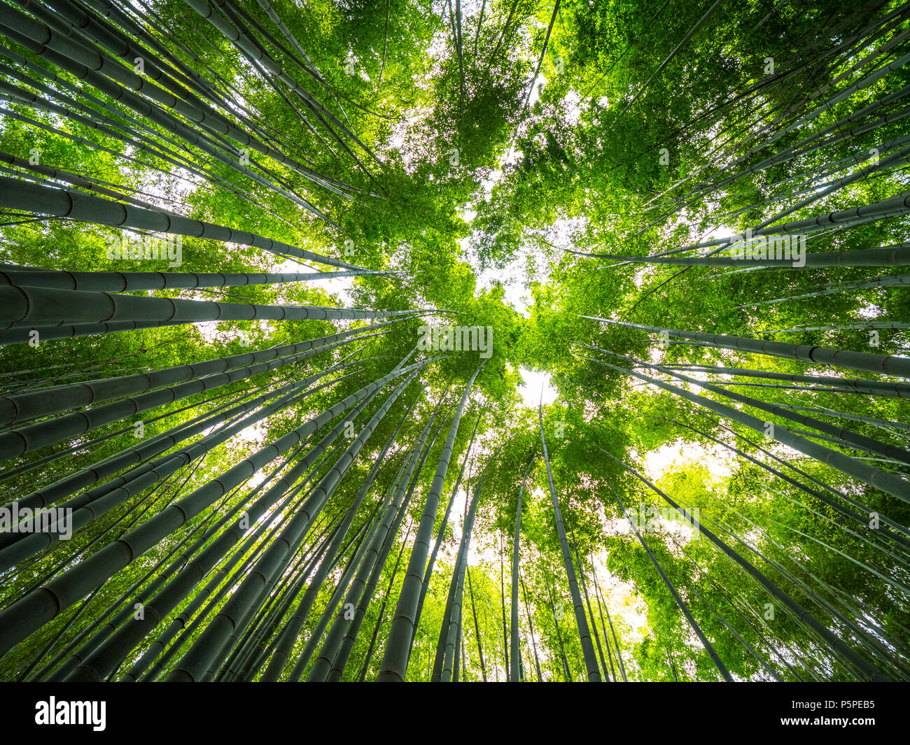 Tall Bamboo trees in an Japanese Forest Stock Photo - Alamy