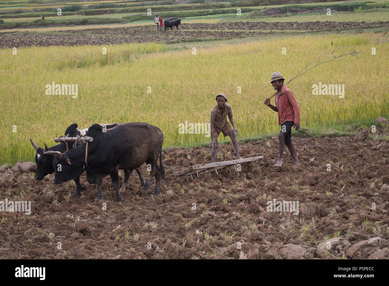 Subsistence Farming