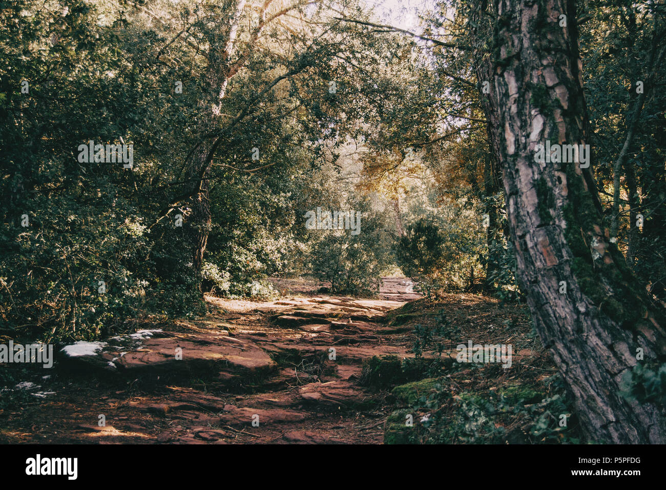Earth trail crossing the mountain in nature Stock Photo - Alamy