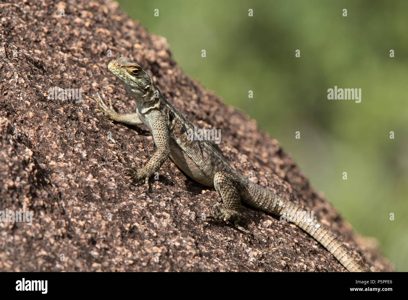Reptilian texture hi-res stock photography and images - Alamy