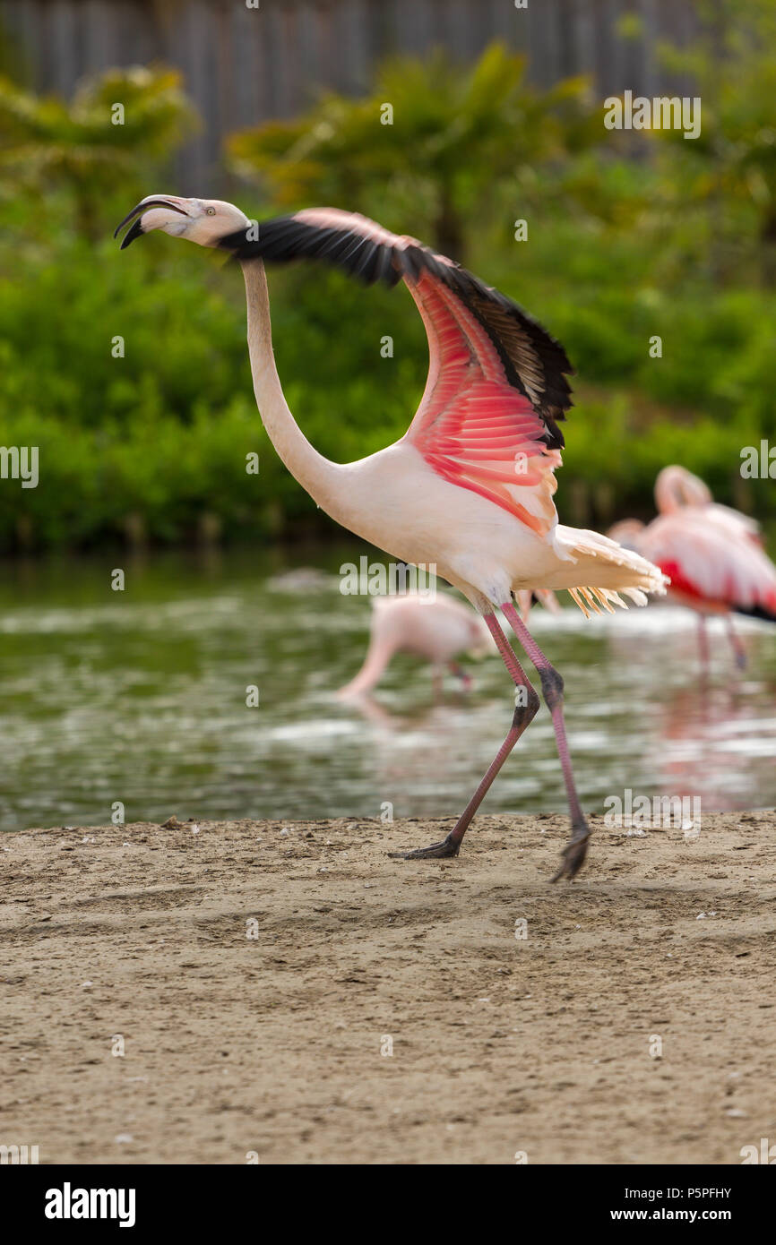 Greater Flamingo at Slimbridge Stock Photo - Alamy