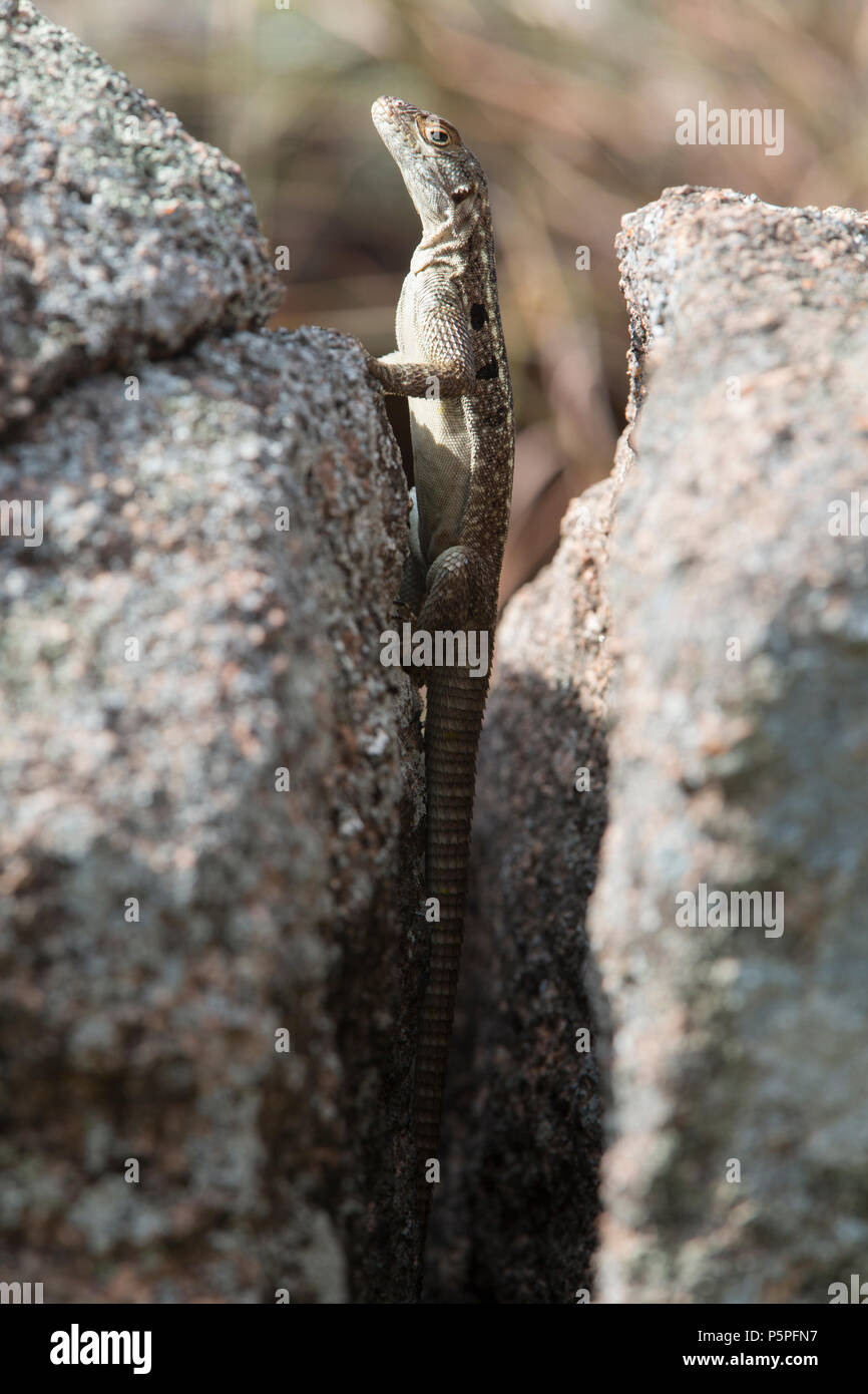 Lizard texture hi-res stock photography and images - Alamy