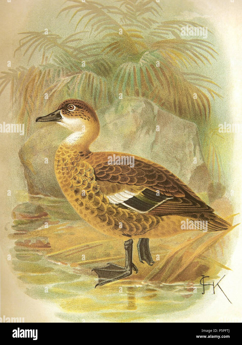 1898 n a john gerrard keulemans 1842 1912 al hi-res stock photography ...