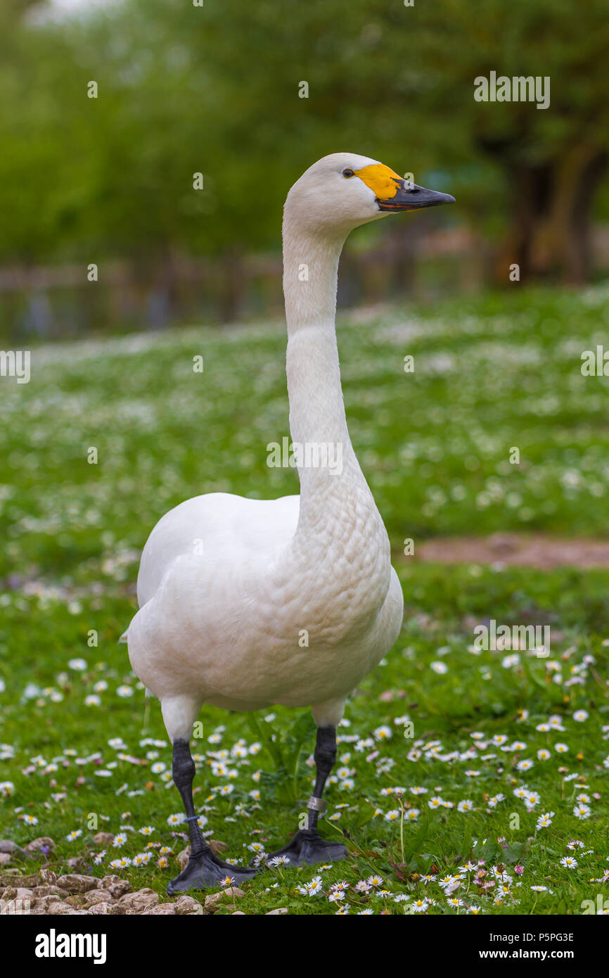 Bewick Swan at Slimbridge Stock Photo - Alamy