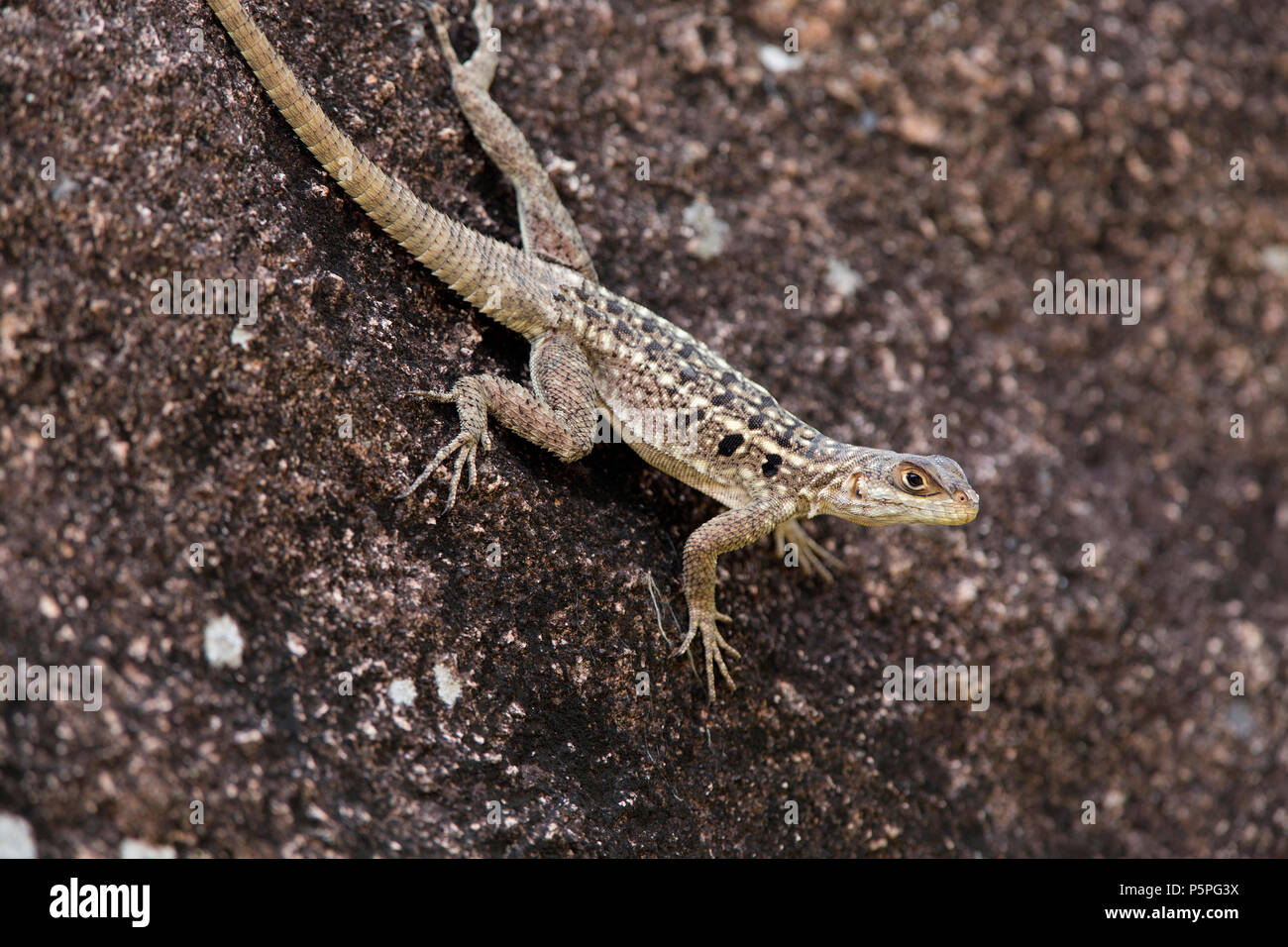 Shiny lizard hi-res stock photography and images - Alamy