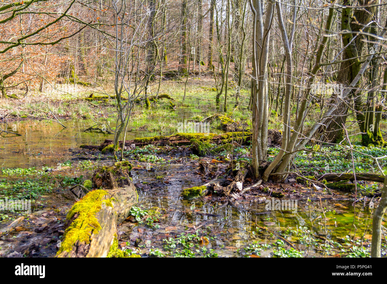 swamp scenery in a forest in Southern Germany at early spring time ...