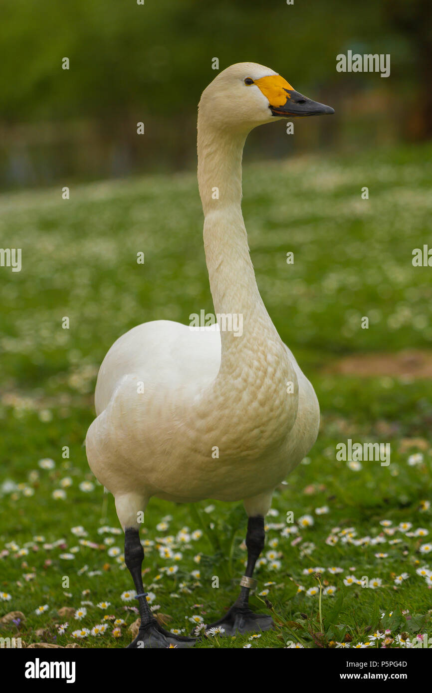 Bewick Swan at Slimbridge Stock Photo - Alamy