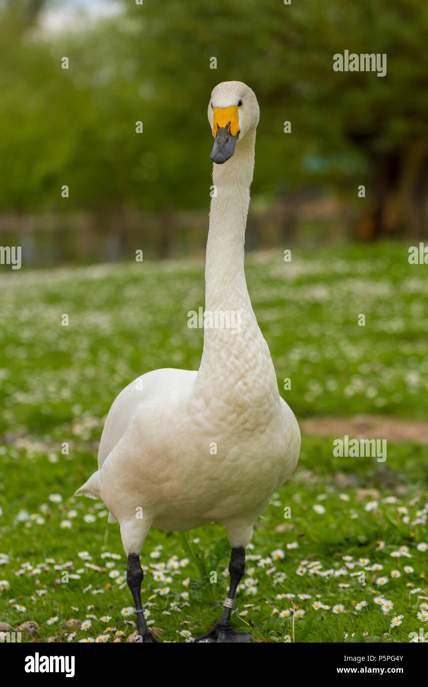 Slimbridge walking hi-res stock photography and images - Alamy