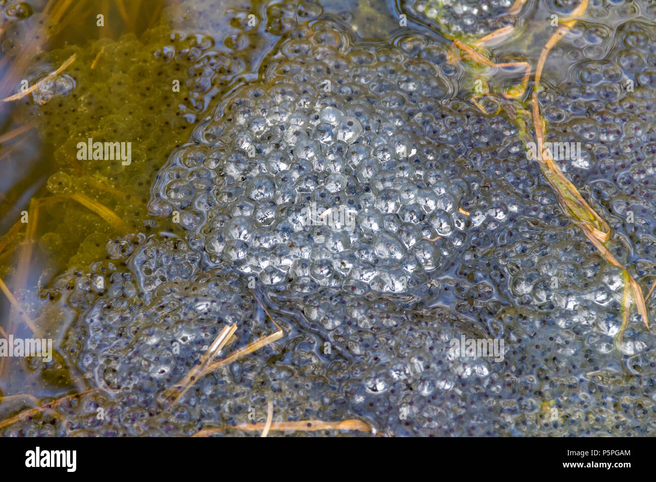 Frog egg cells hi-res stock photography and images - Alamy