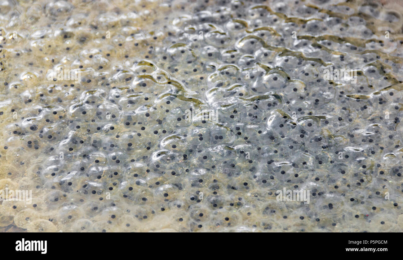 Frog egg cells hi-res stock photography and images - Alamy