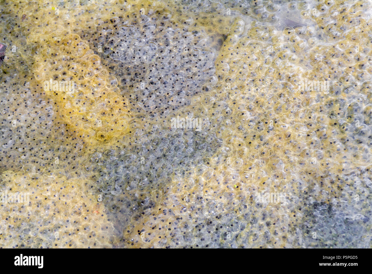 fresh frog spawn closeup at early spring time Stock Photo - Alamy