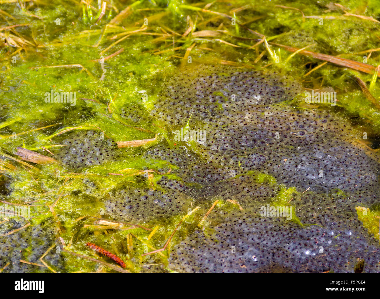 Frog egg cells hi-res stock photography and images - Alamy