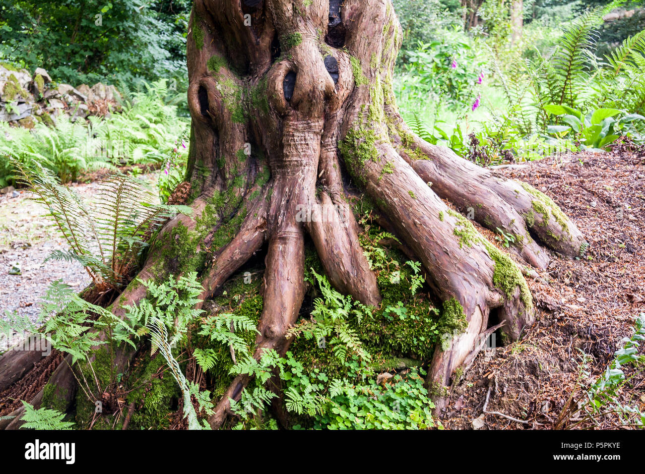 Unusual tree roots hi-res stock photography and images - Alamy