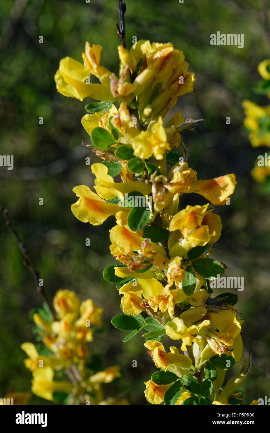 Cytisus scoparius, the common broom or Scotch broom Stock Photo - Alamy