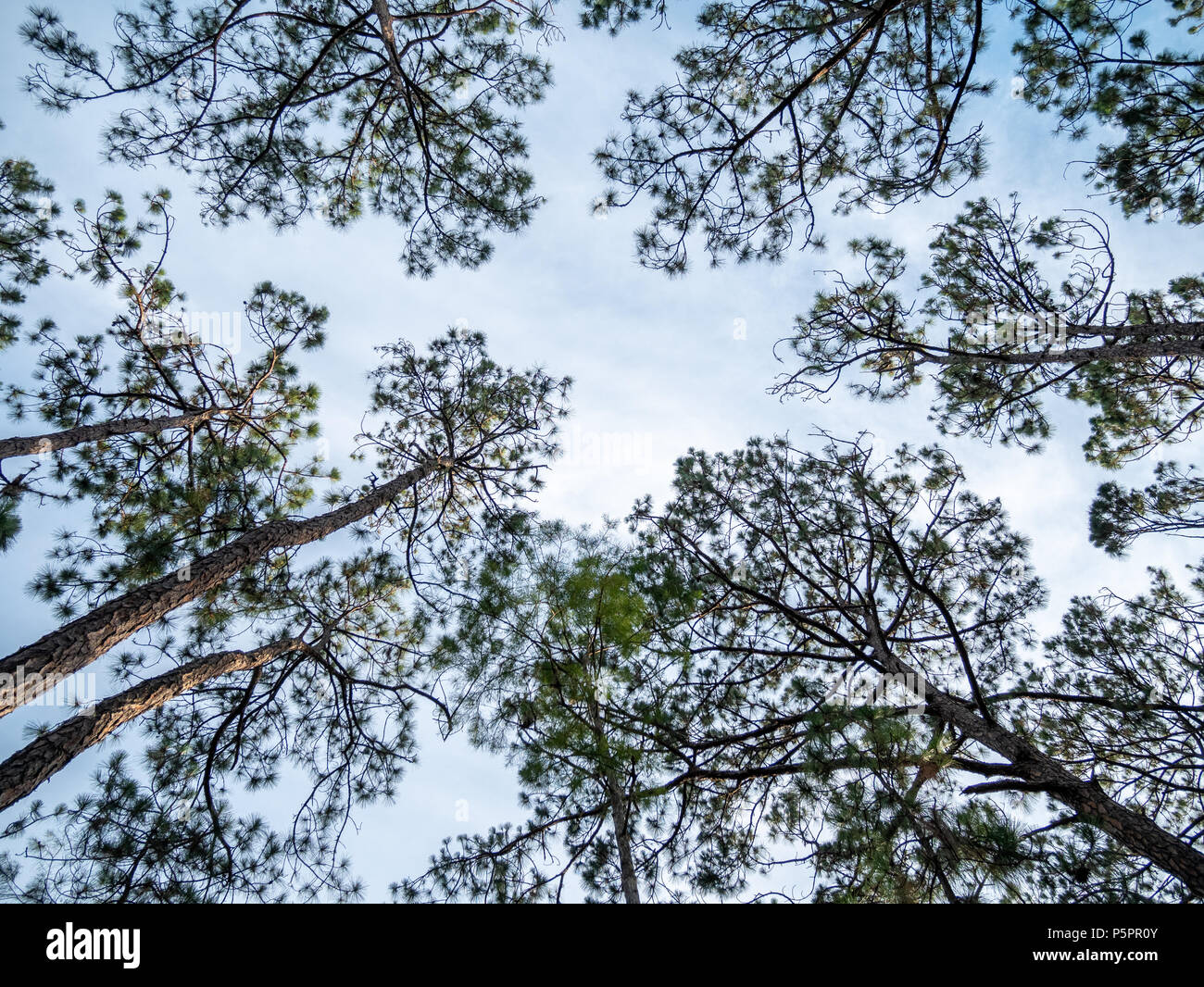 Tall Trees With Clear Skies and Green Leafs Stock Photo - Alamy